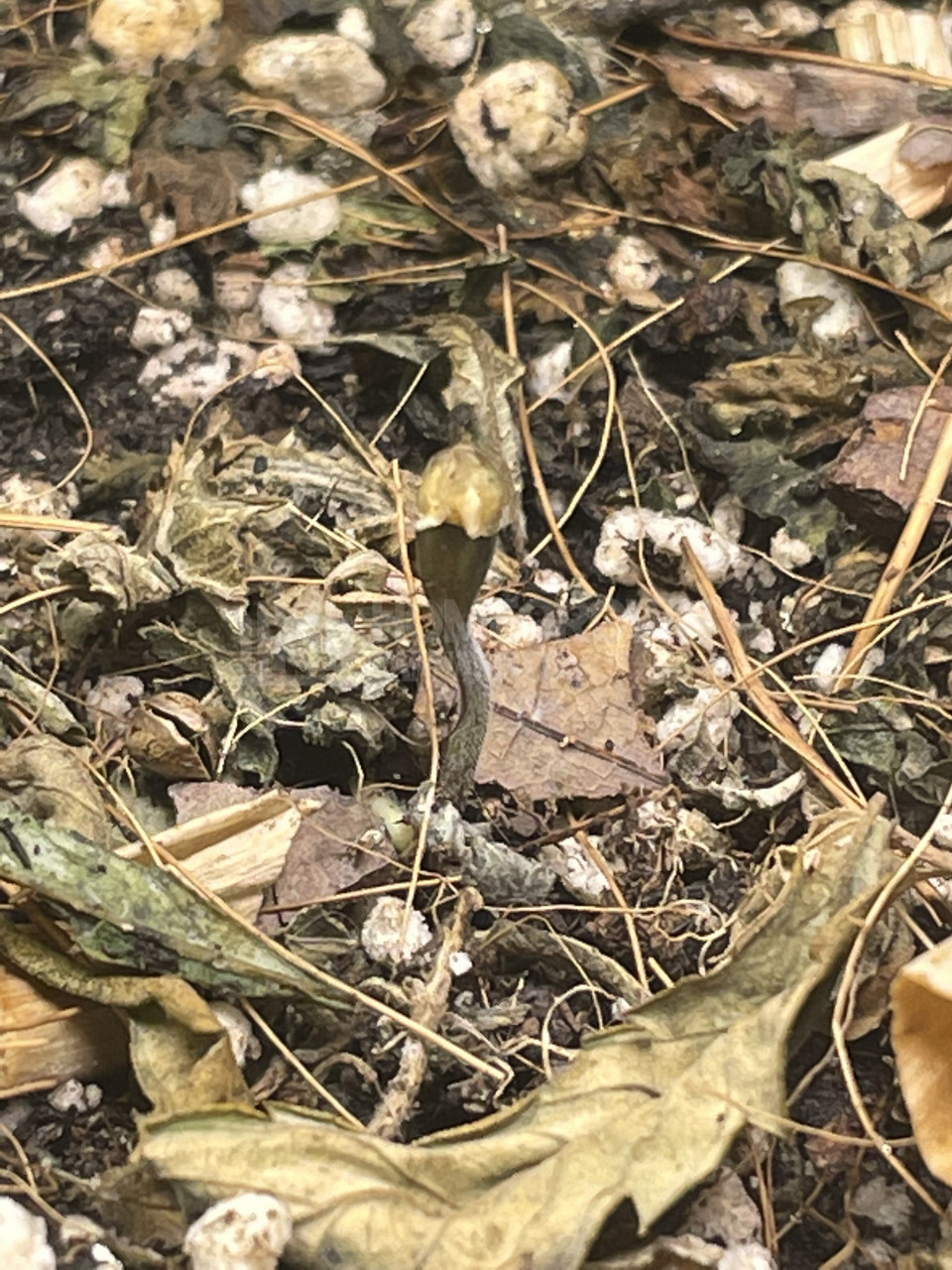 Critical Purple Autoflower Cannabis Seeds week 2 grow journal by resuss ...