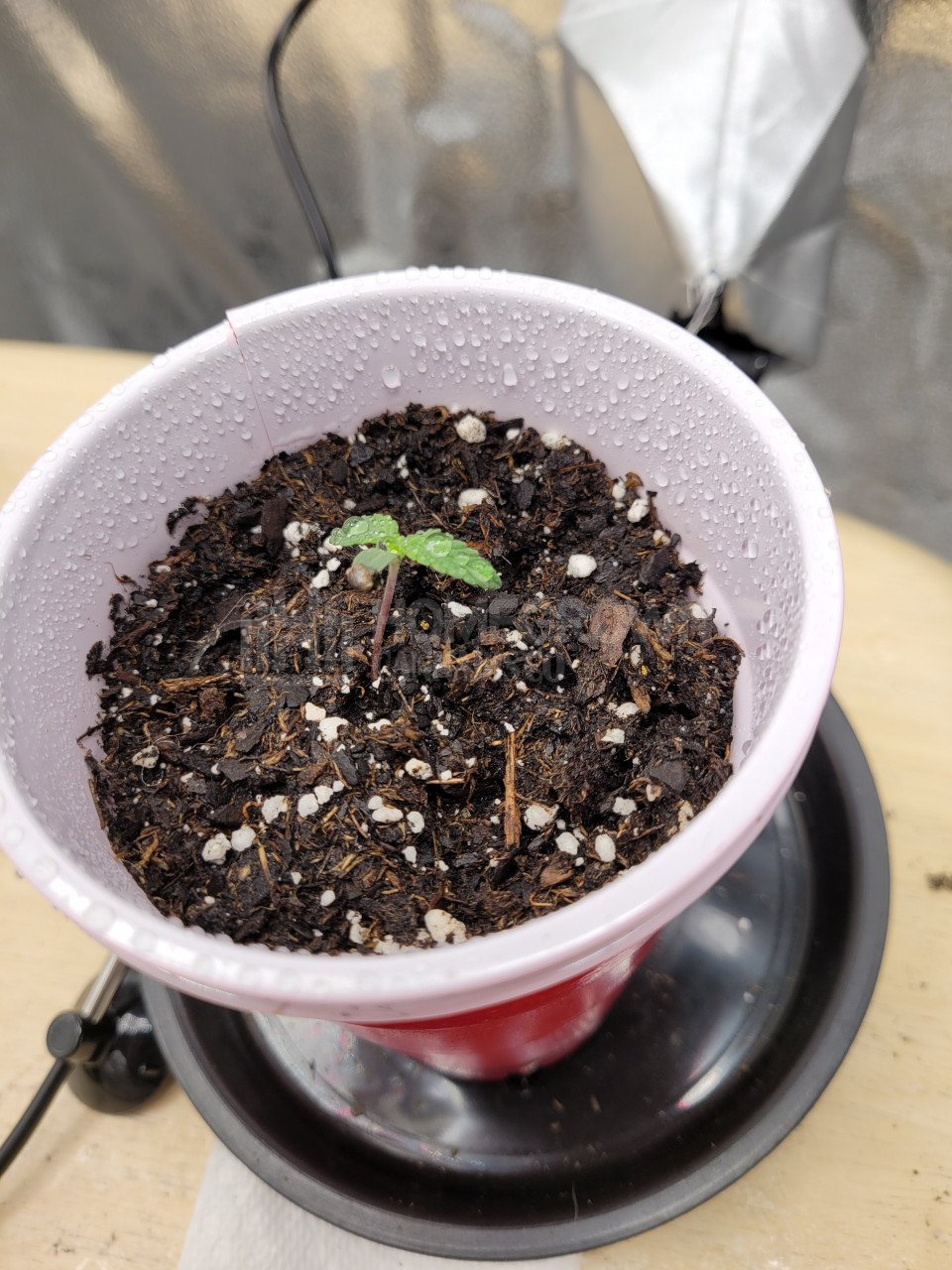 Black Jack Autoflower Cannabis Seeds week 2 grow journal by djp400 ...