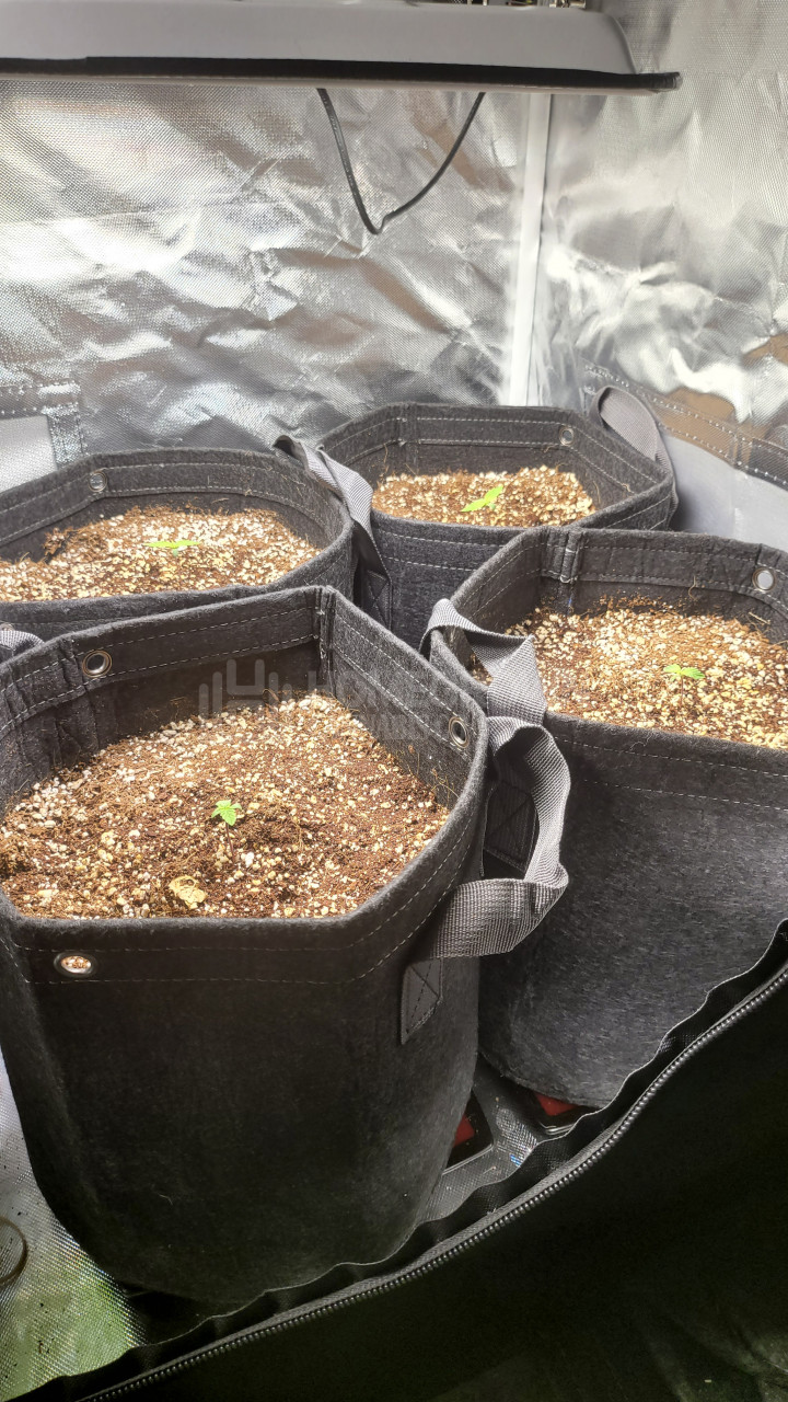 Magnum Autoflower Cannabis Seeds week 1 grow journal by hapy4you ...