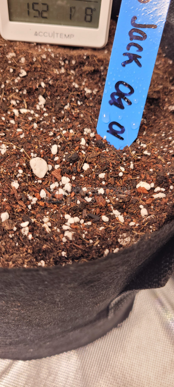 Jack Herer Autoflower Cannabis Seeds week 1 grow journal by M_muise ...