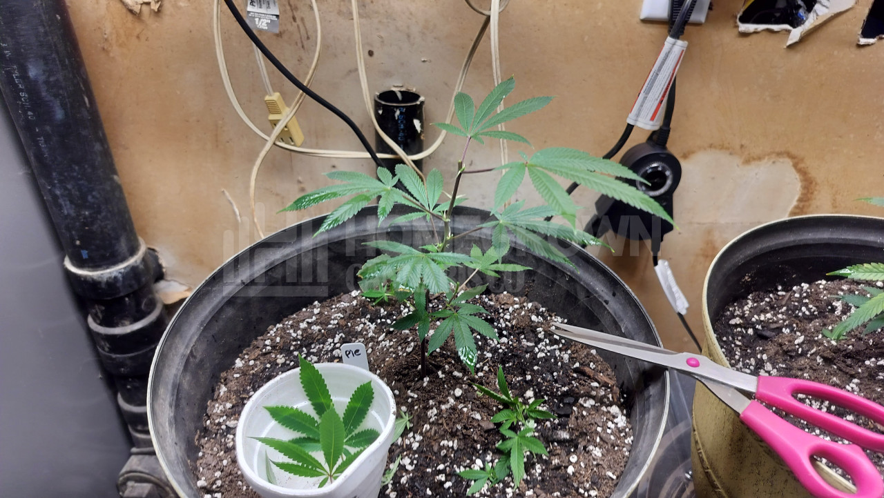 Candy Cream Autoflower Cannabis Seeds week 1 grow journal by Tony_brown ...