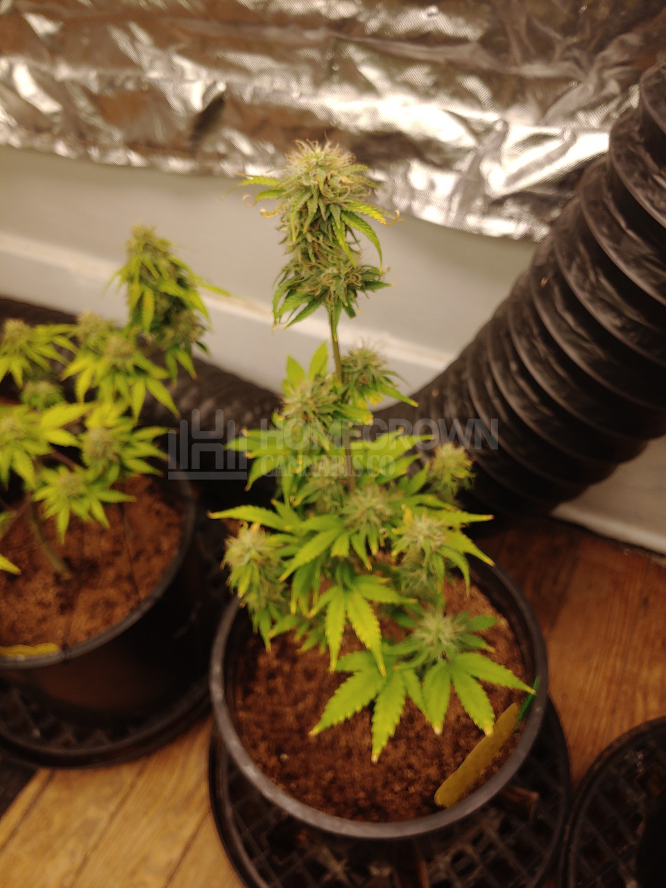 Runtz Autoflower Cannabis Seeds week 10 grow journal by jimig1974 ...