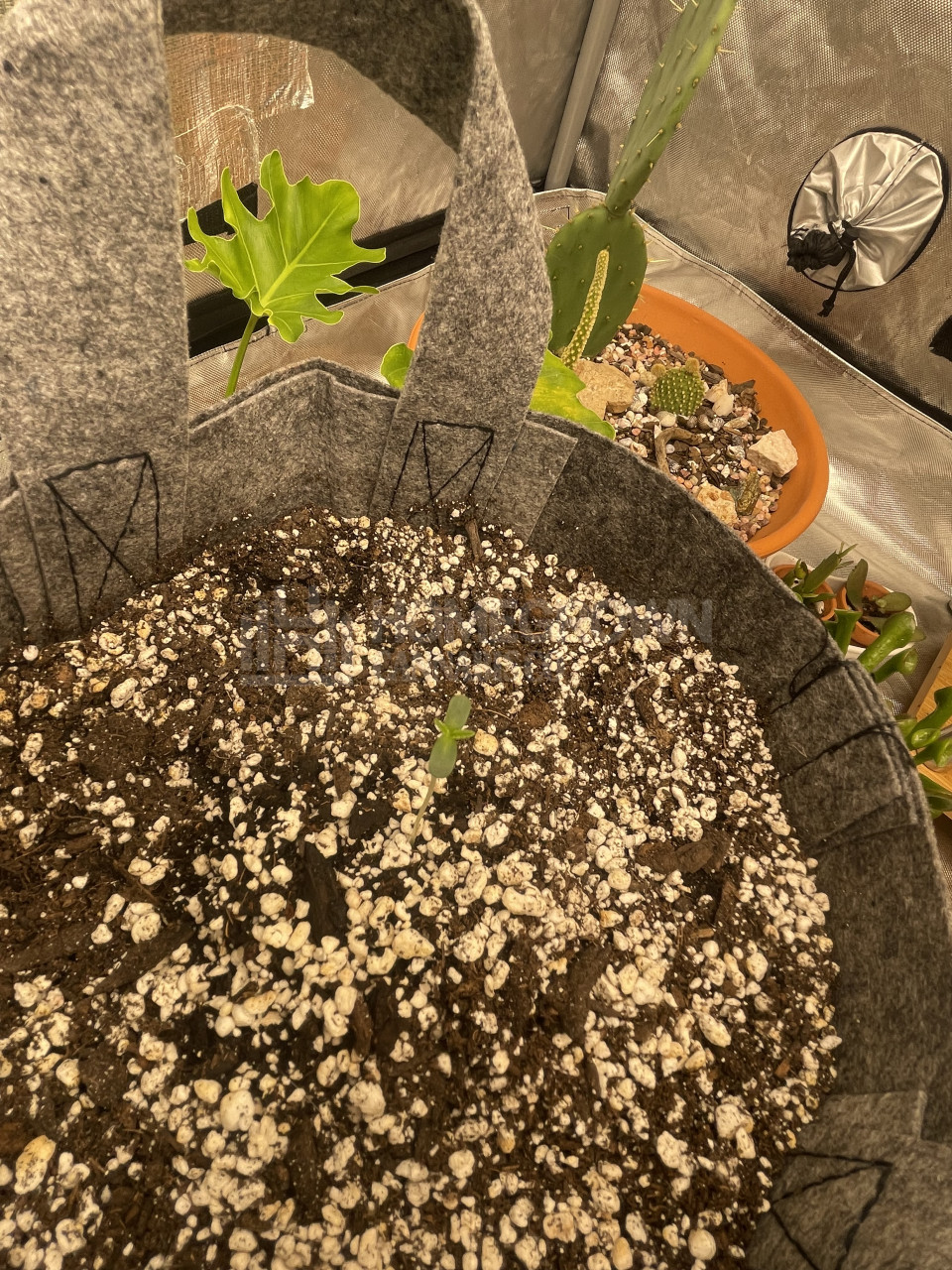 Pine Autoflower Cannabis Seeds week 1 grow journal by brooks1grown ...