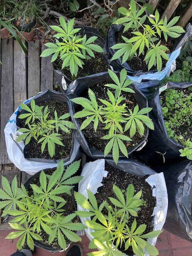 Tropic Thunder Regular Cannabis Seeds week 10 grow journal by half ...