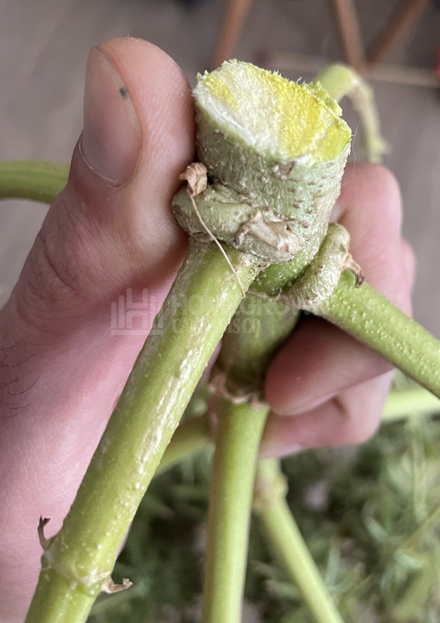 Critical Purple Autoflower Cannabis Seeds week 17 grow journal by ...