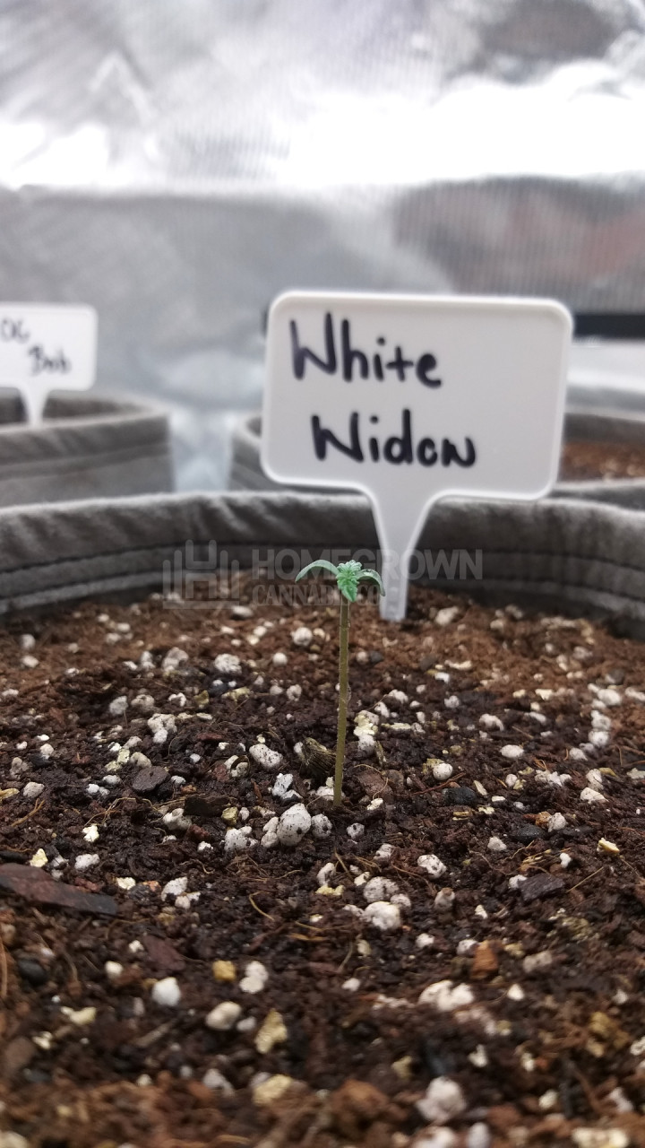 White Widow Autoflower Cannabis Seeds week 1 grow journal by Gavin ...