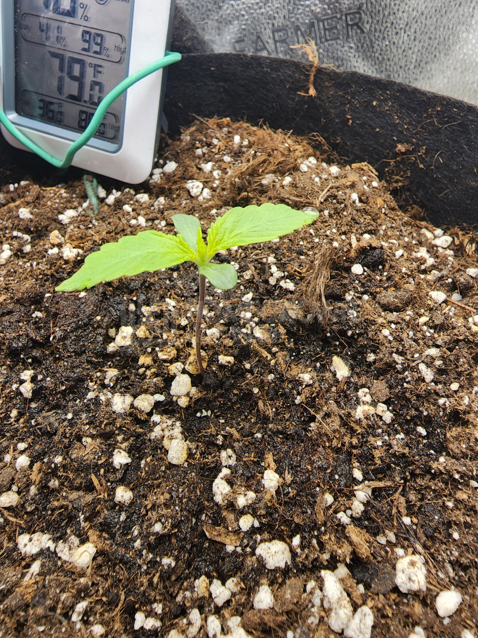 Critical Autoflower Cannabis Seeds week 2 grow journal by ryan757 ...