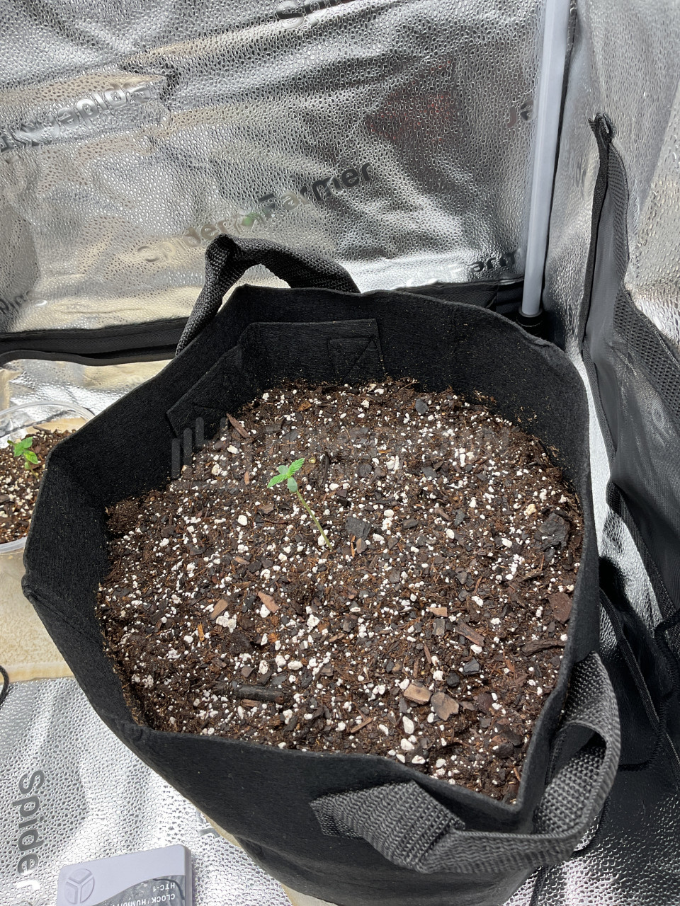 Jack Herer Autoflower Cannabis Seeds week 2 grow journal by ...