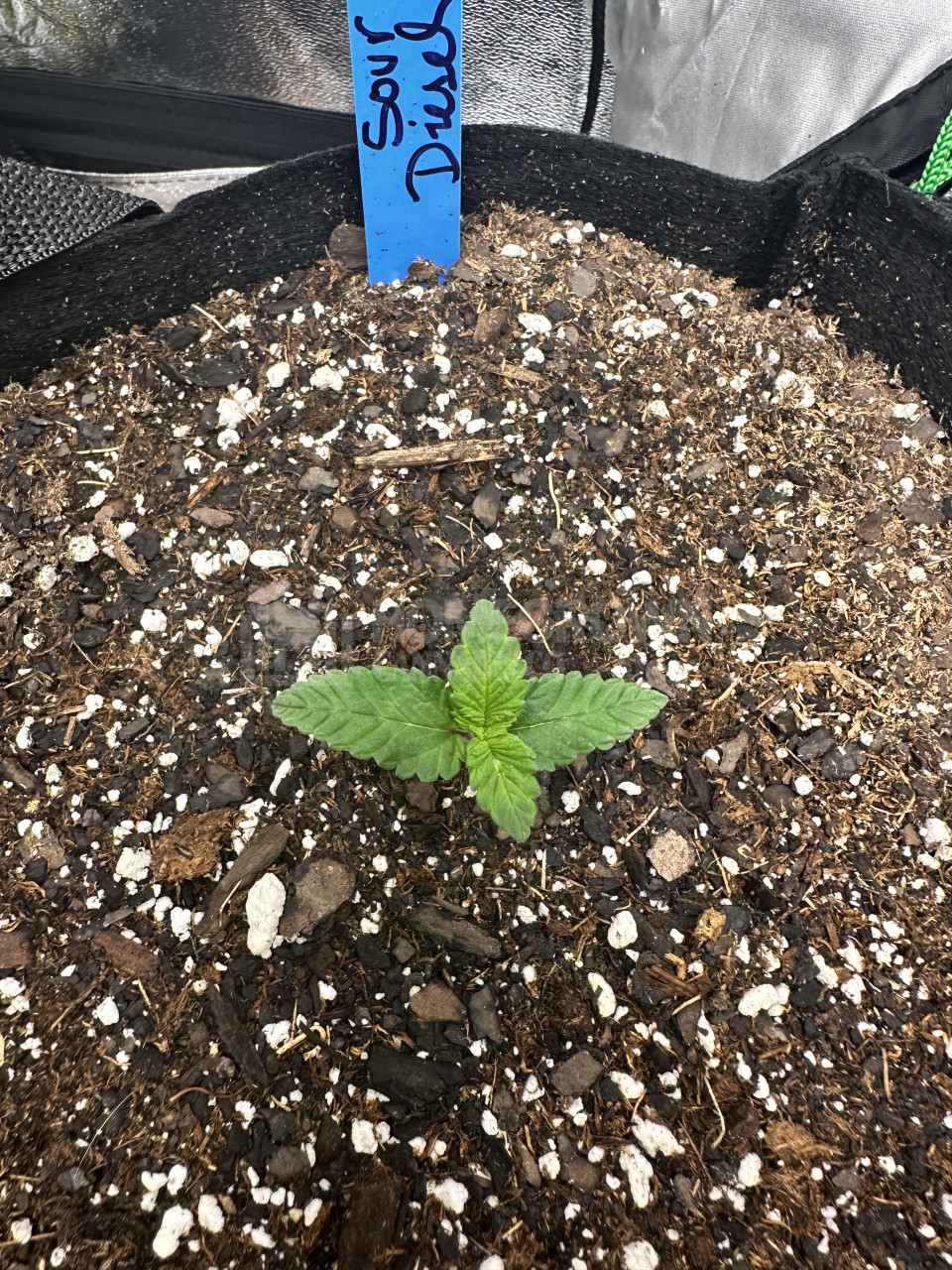 Diesel Autoflower Cannabis Seeds week 1 grow journal by miken - 1st grow grow dairy