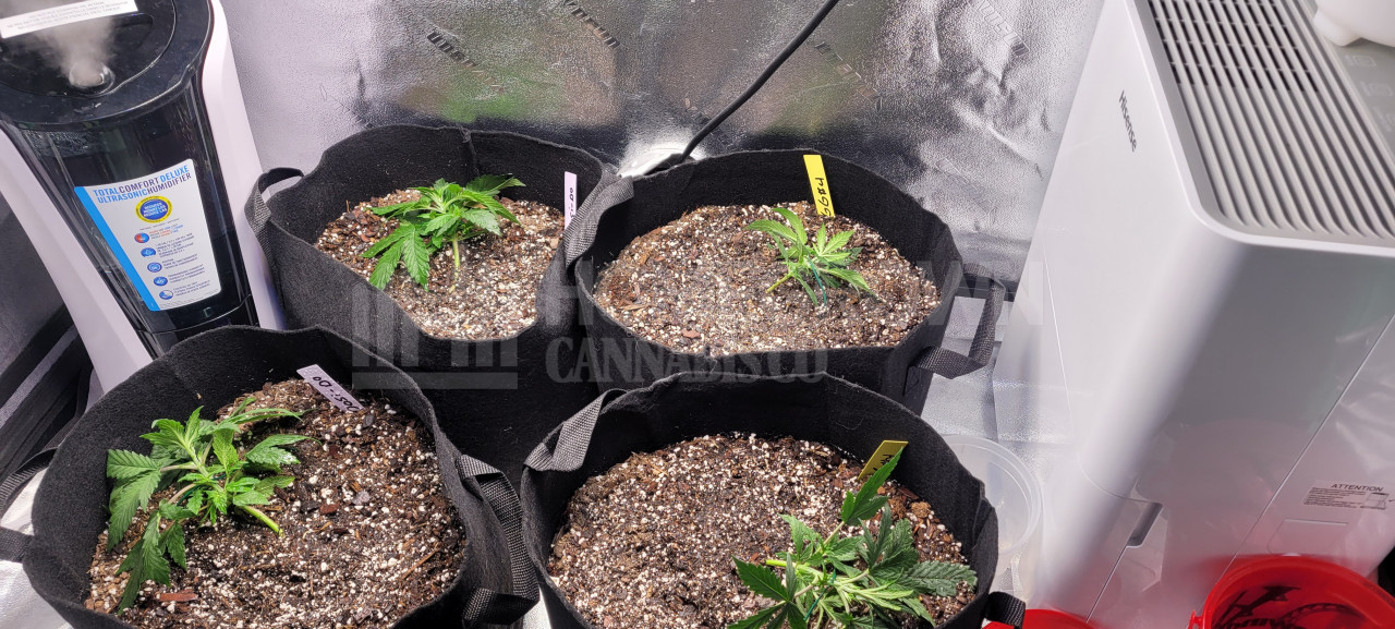 Gorilla Glue #4 Autoflower Cannabis Seeds week 6 grow journal by swazey ... Gorilla Glue #4 Autoflower Cannabis Seeds week 6 grow journal by swazey ...