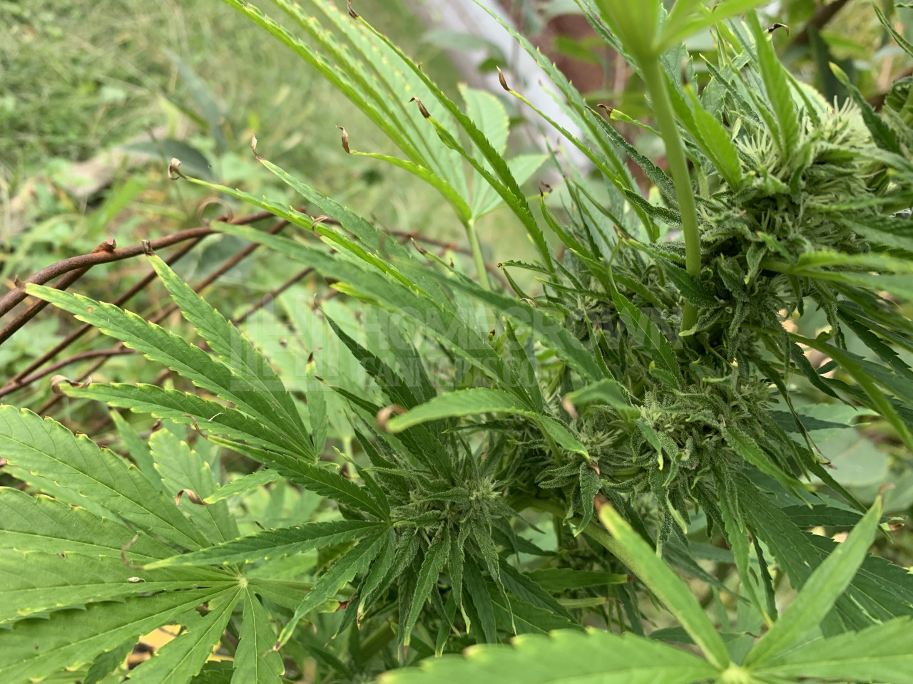 Bruce Banner Feminized Cannabis Seeds week 14 grow journal by vowensby ...