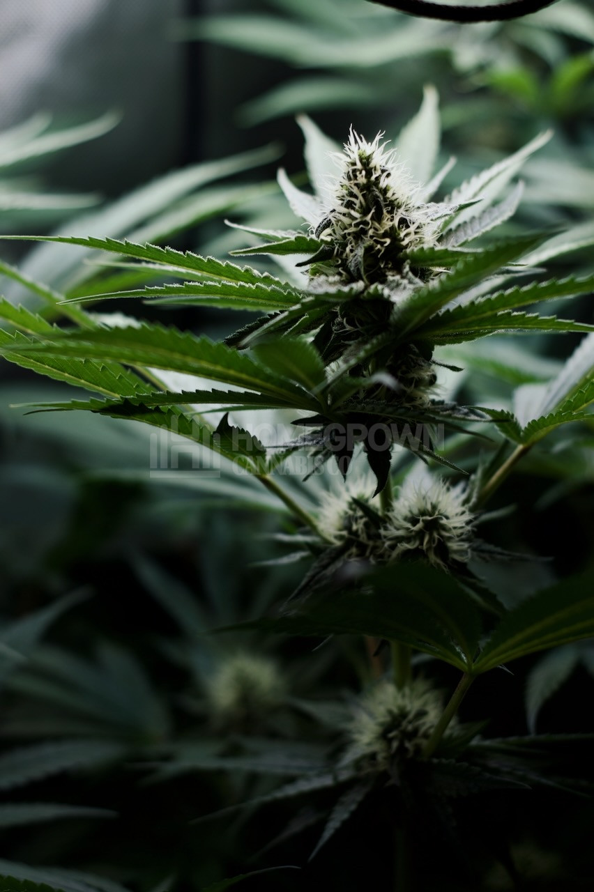 Blue Dream Feminized Cannabis Seeds week 11 grow journal by cdcotton ...