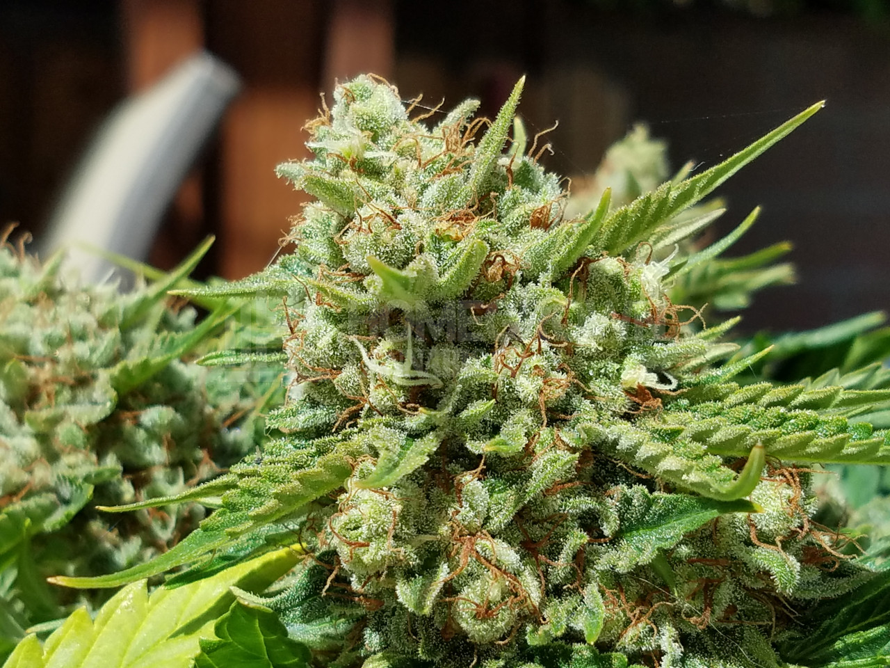 Blueberry Autoflower Cannabis Seeds week 11 grow journal by random ...