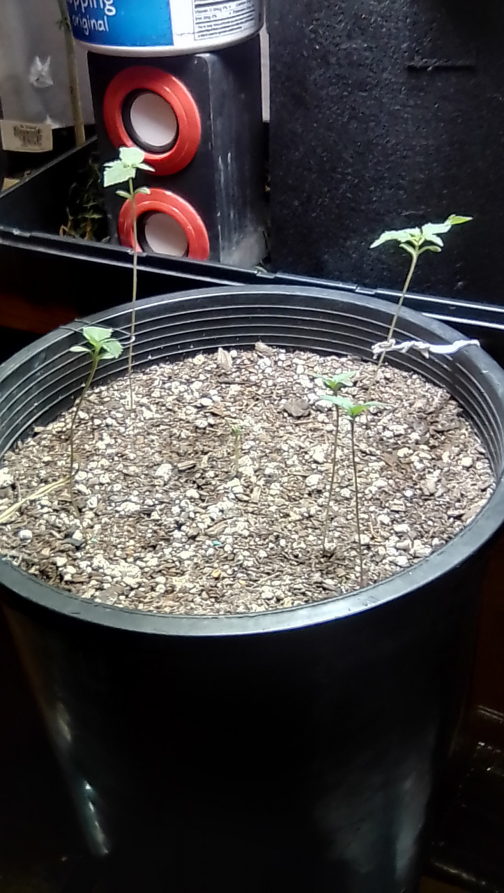 Lowryder Autoflower Cannabis Seeds week 2 grow journal by corneliusc ...