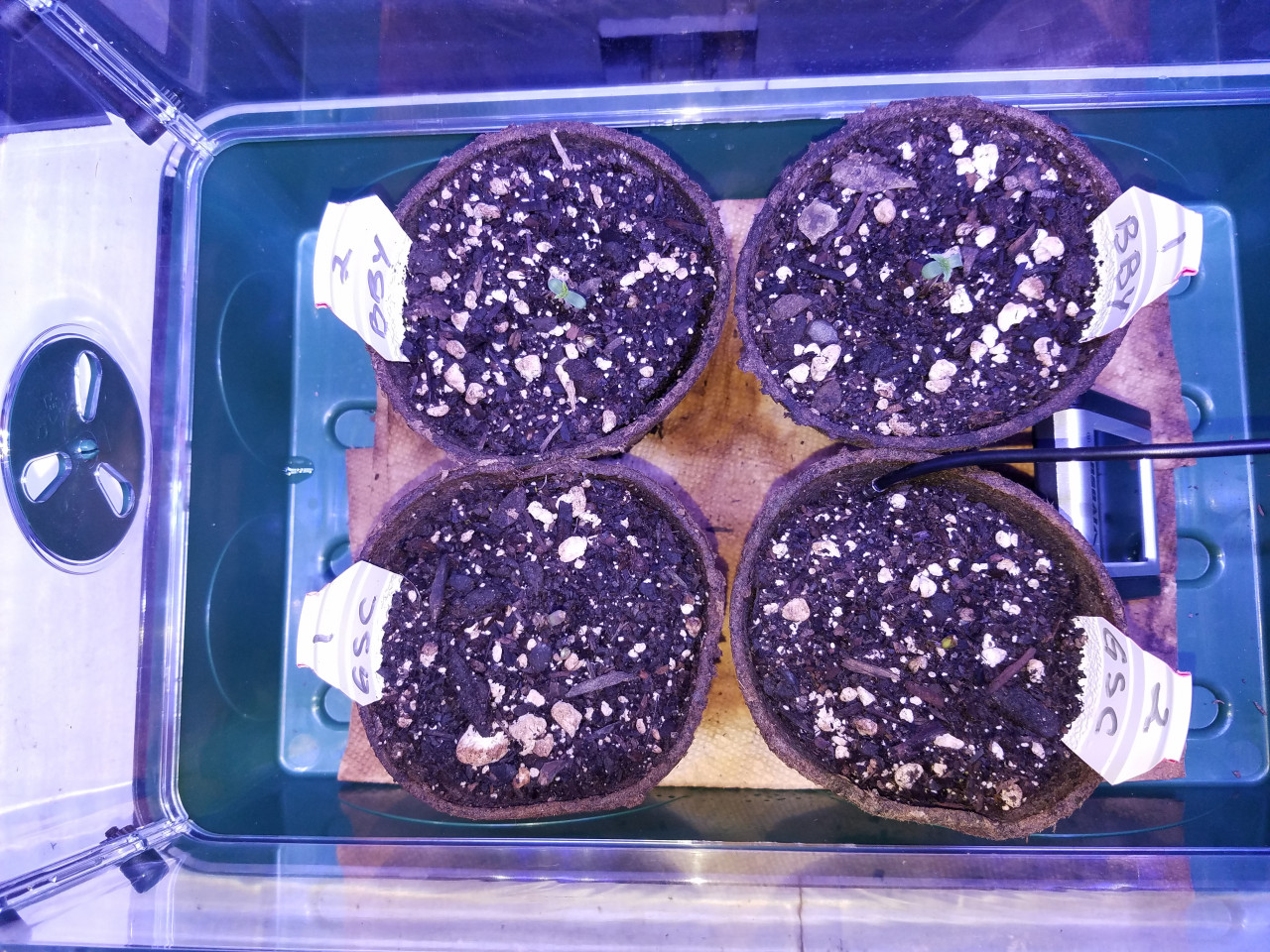 Blueberry Autoflower Cannabis Seeds week 1 grow journal by random ...