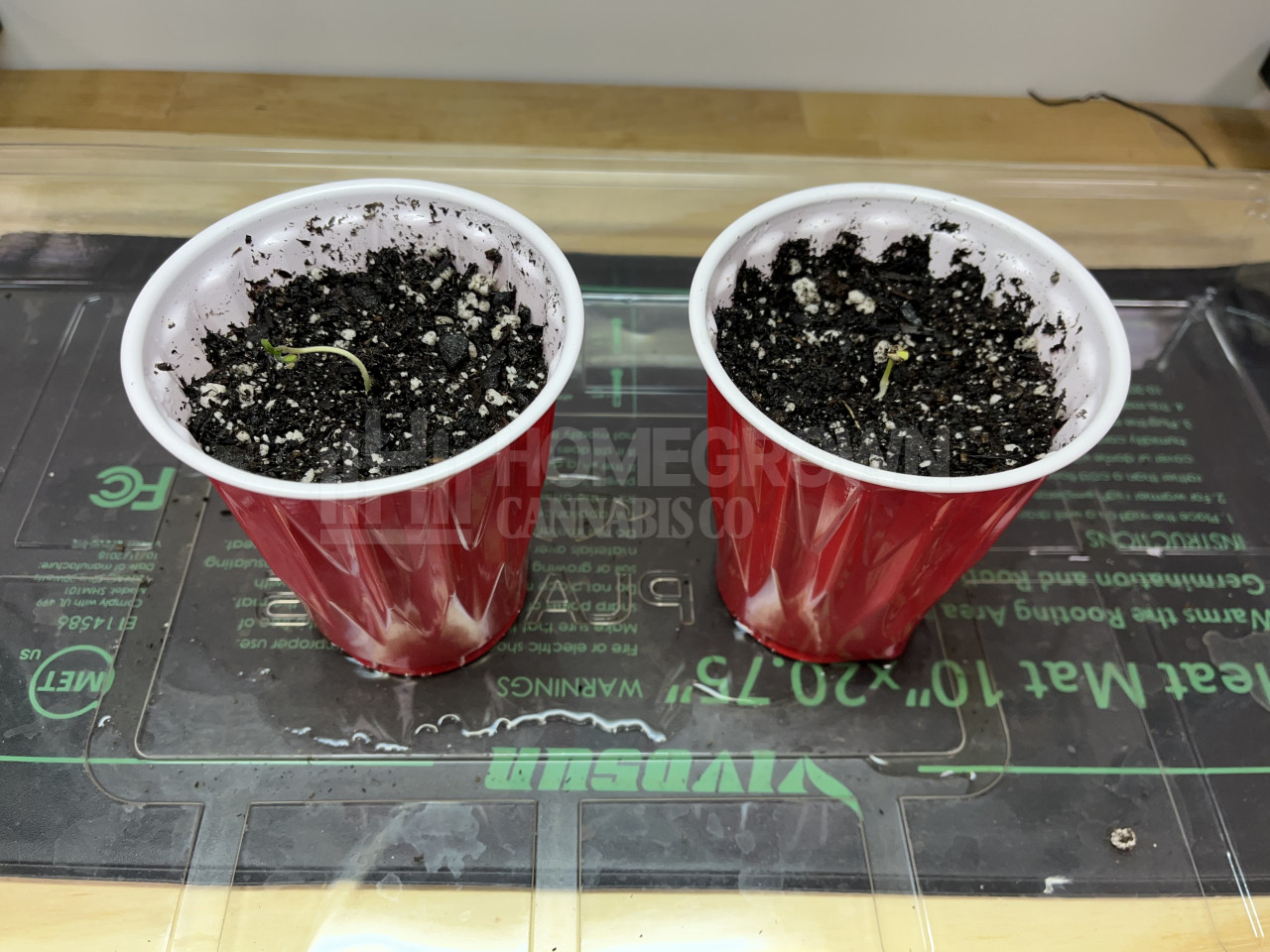 Blueberry Feminized Cannabis Seeds week 1 grow journal by 5zero ...