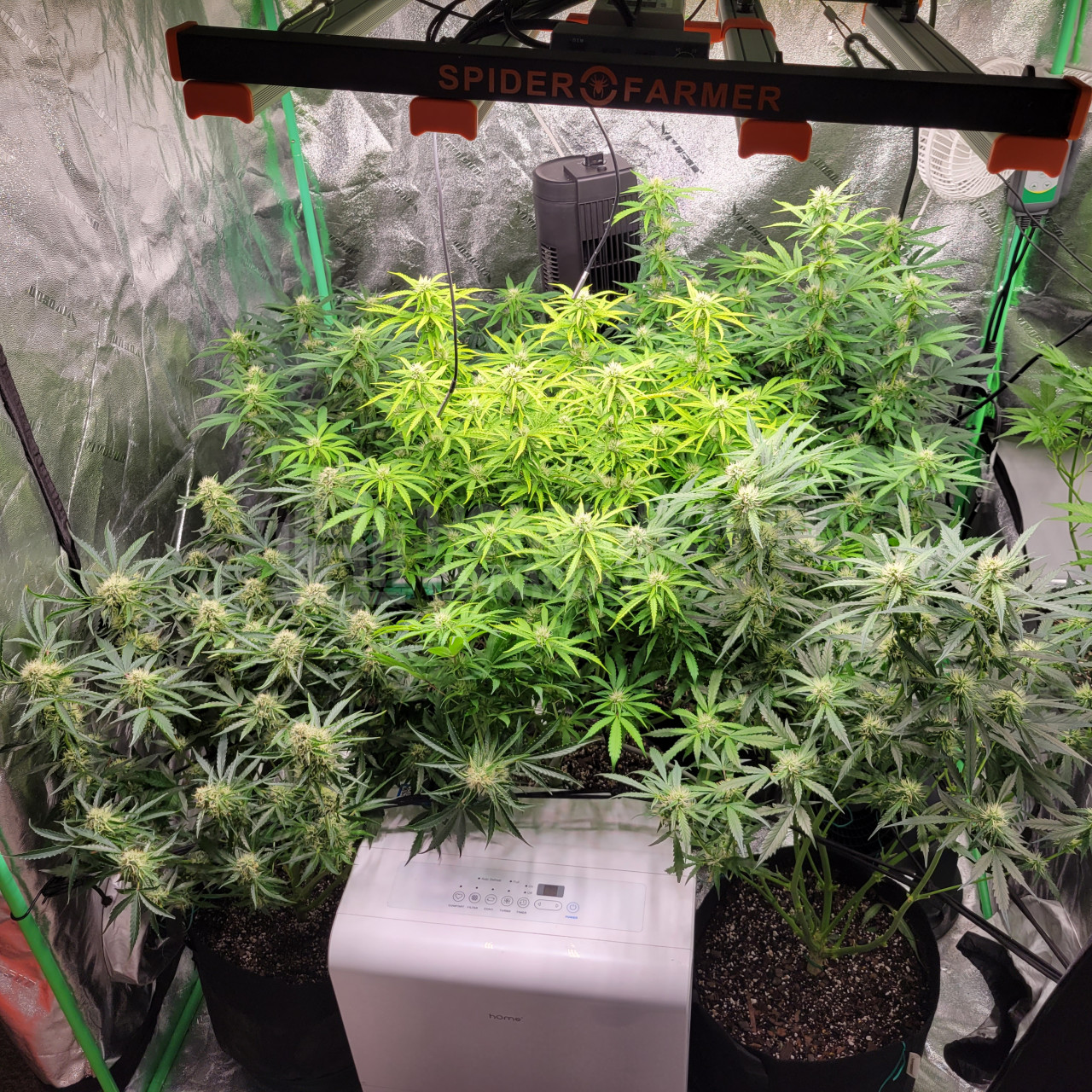 Gelato Autoflower Cannabis Seeds week 7 grow journal by Dominic_biggs ...