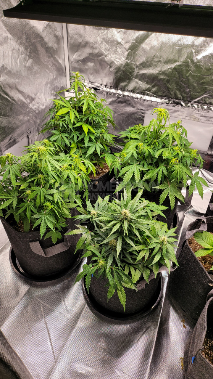 Magnum Autoflower Cannabis Seeds week 8 grow journal by hapy4you ...