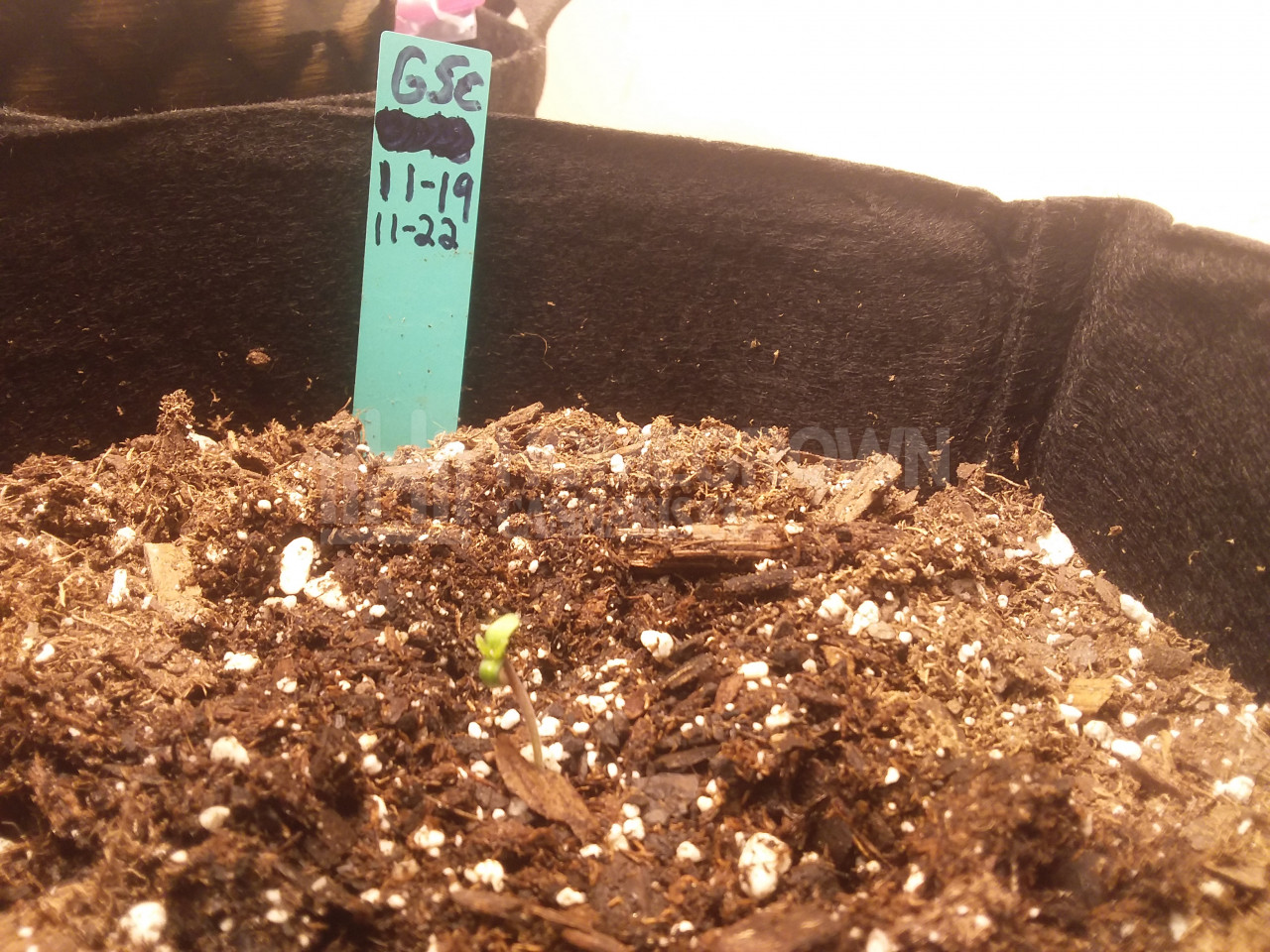 Girl Scout Cookies Autoflower Cannabis Seeds week 1 grow journal by ...