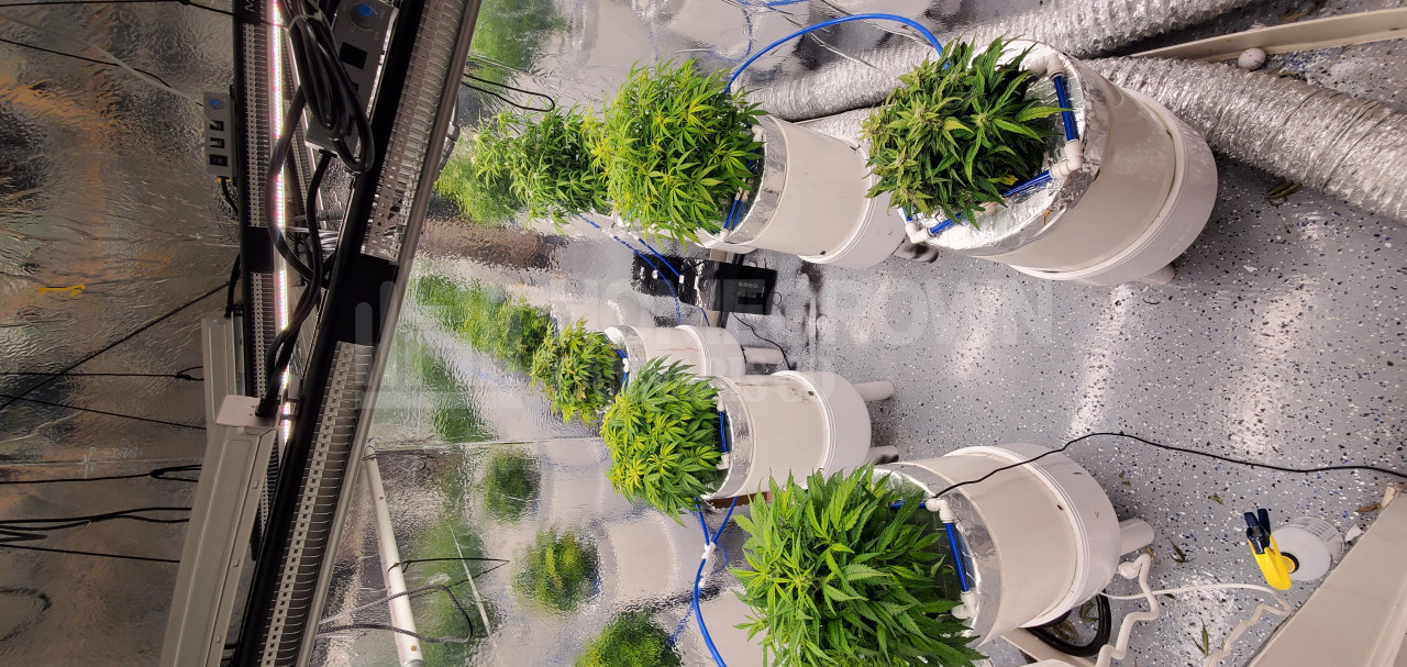 Critical Purple Autoflower Cannabis Seeds week 6 grow journal by ...