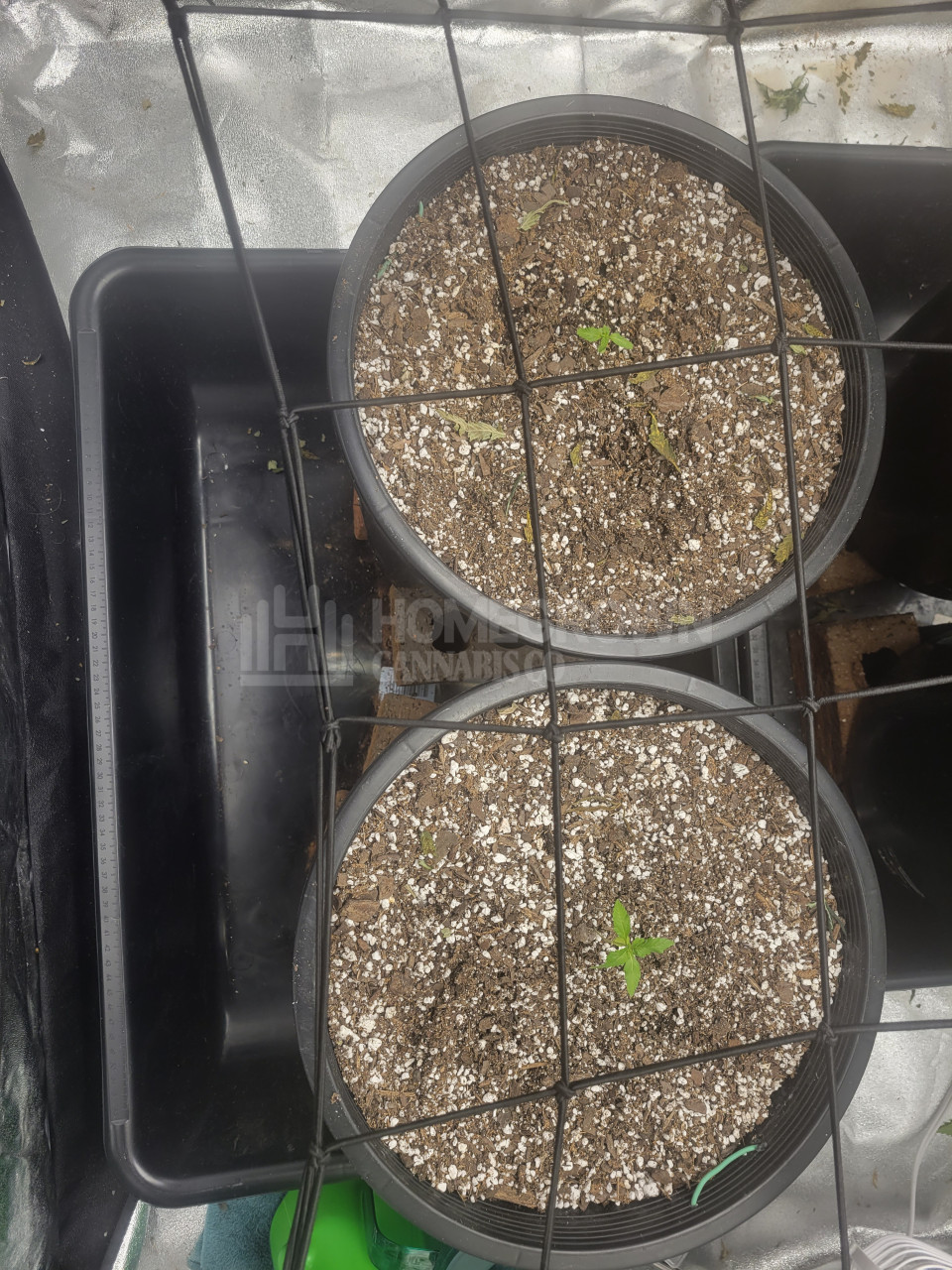 Gelato Autoflower Cannabis Seeds week 1 grow journal by pawpawt ...