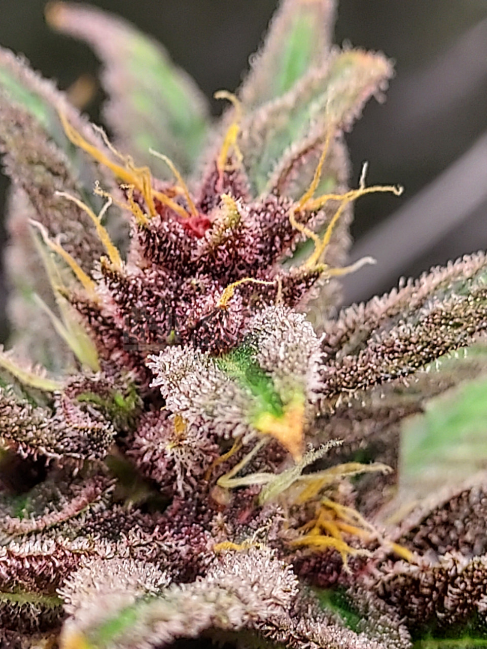 G13 Feminized Cannabis Seeds week 8 grow journal by jackie-ellis - G13 ...