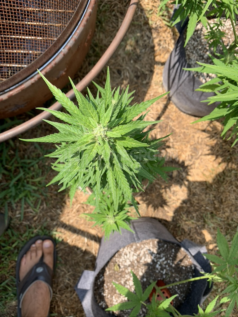 OG Kush Autoflower Cannabis Seeds week 8 grow journal by Ecortez - OG ...