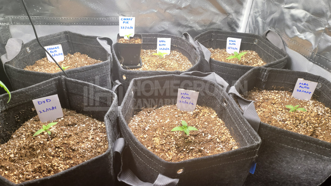 Magnum Autoflower Cannabis Seeds week 3 grow journal by hapy4you ...