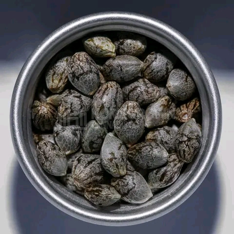 OG Kush Fast Version Cannabis Seeds week 1 grow journal by kreezyblink ...