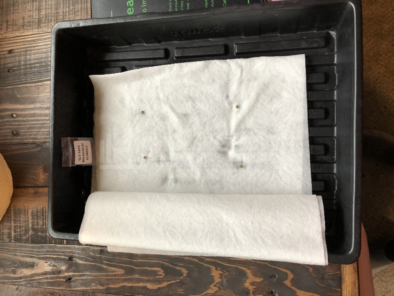 Gelato Autoflower Cannabis Seeds week 1 grow journal by gpower09 ...