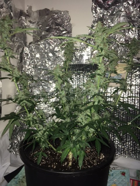 White Widow Regular Cannabis Seeds week 12 grow journal by gretchen ...