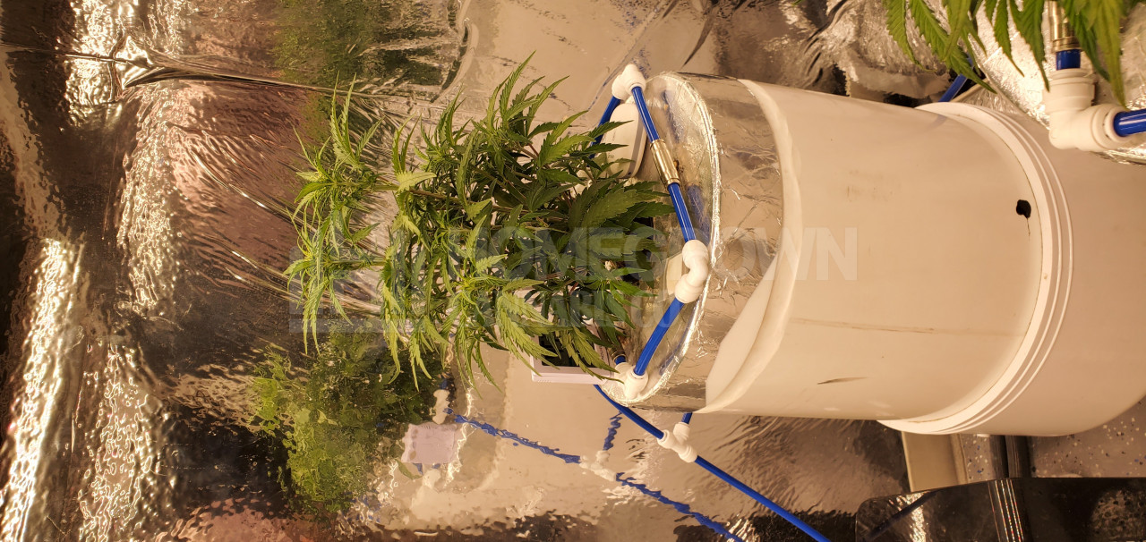 Critical Purple Autoflower Cannabis Seeds week 4 grow journal by ...