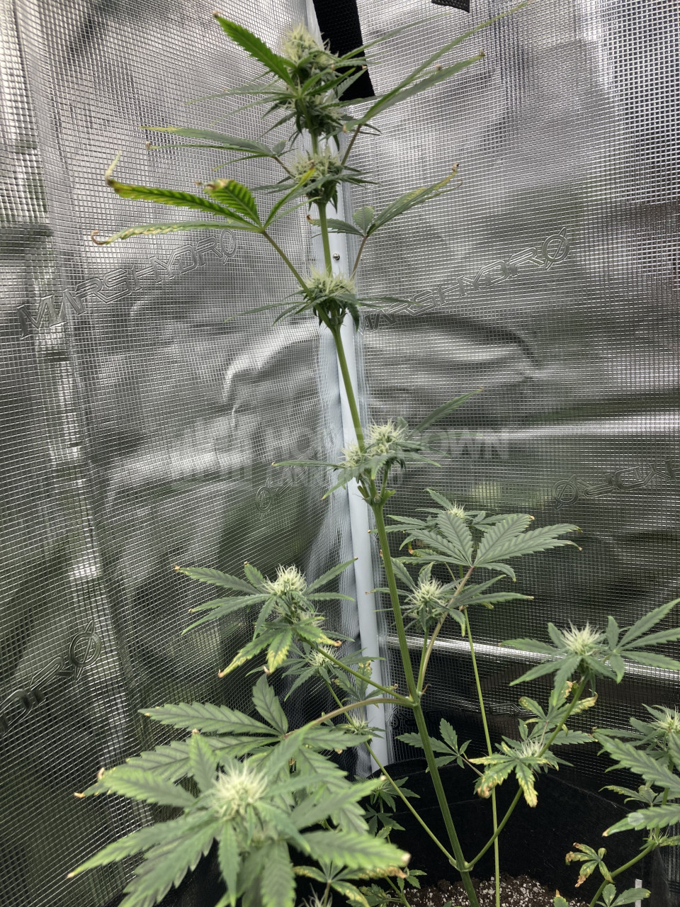 Yumbolt Autoflower Cannabis Seeds week 7 grow journal by budsnblooms ...