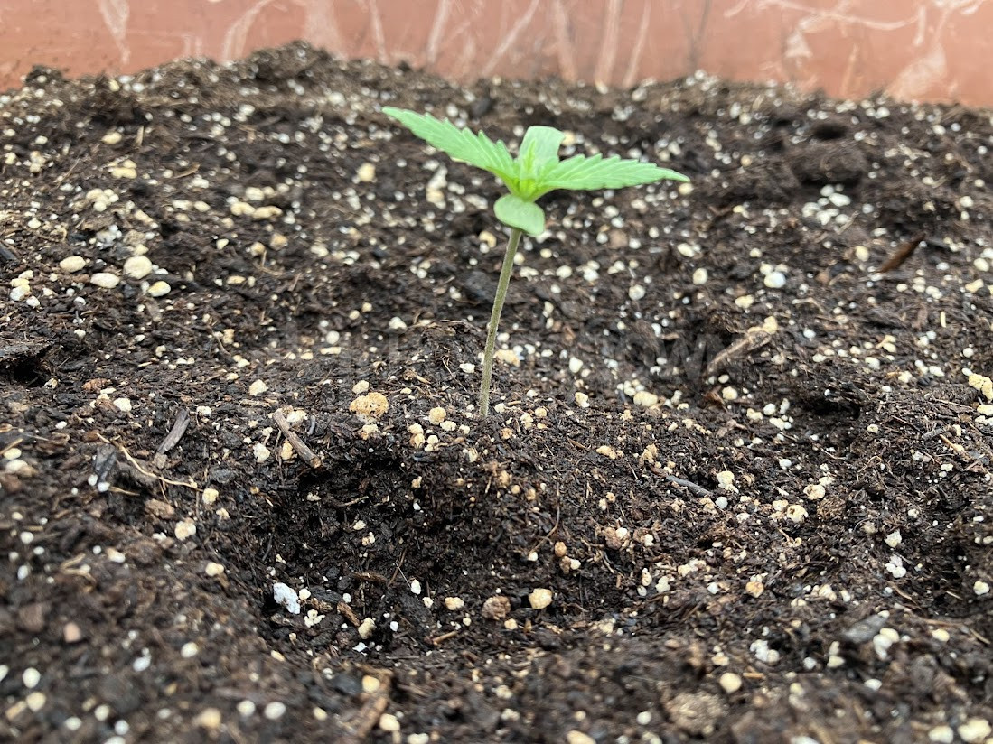 Gelato Autoflower Cannabis Seeds week 2 grow journal by half-shadow ...