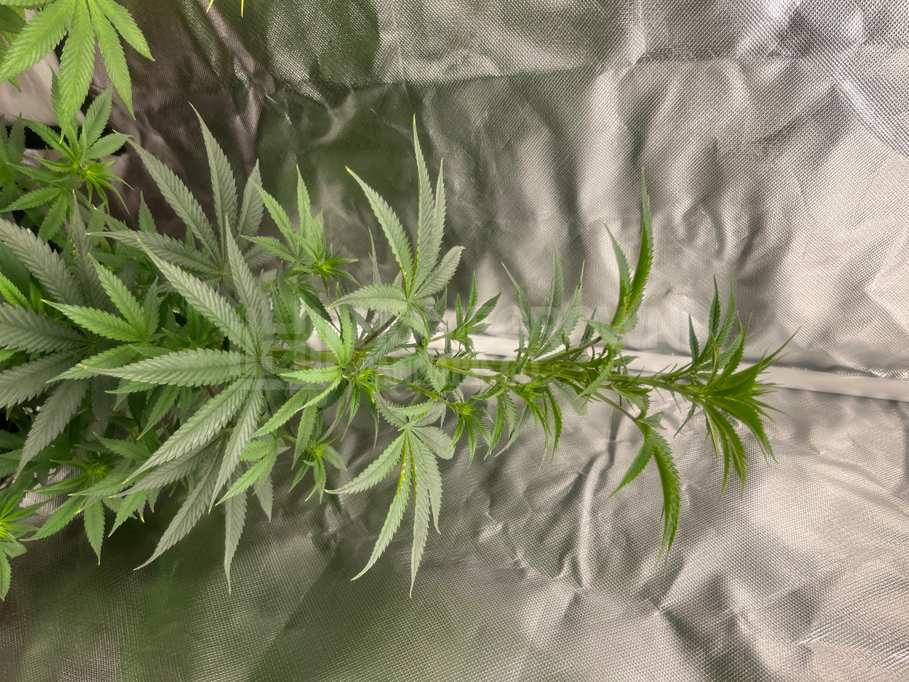 Mazar Autoflower Cannabis Seeds week 4 grow journal by olschool64 ...