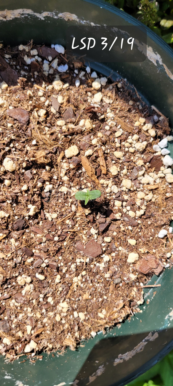 LSD Autoflower Seeds Online | Homegrown Cannabis Co.