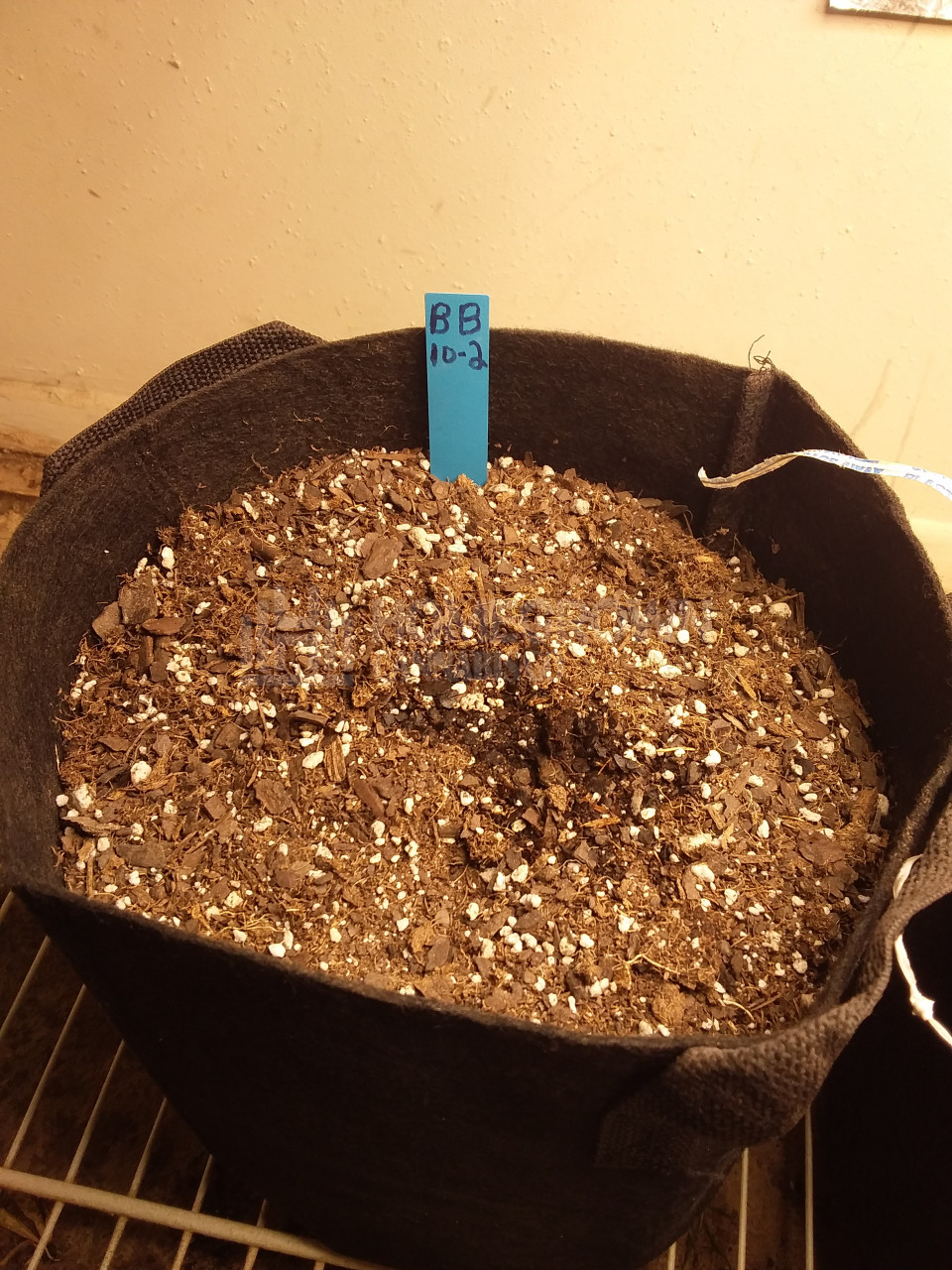 Blueberry Autoflower Cannabis Seeds week 1 grow journal by jpar21 ...