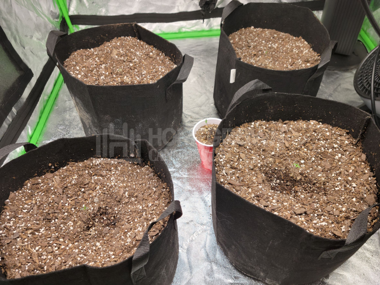 Gelato Autoflower Cannabis Seeds week 1 grow journal by Dominic_biggs ...