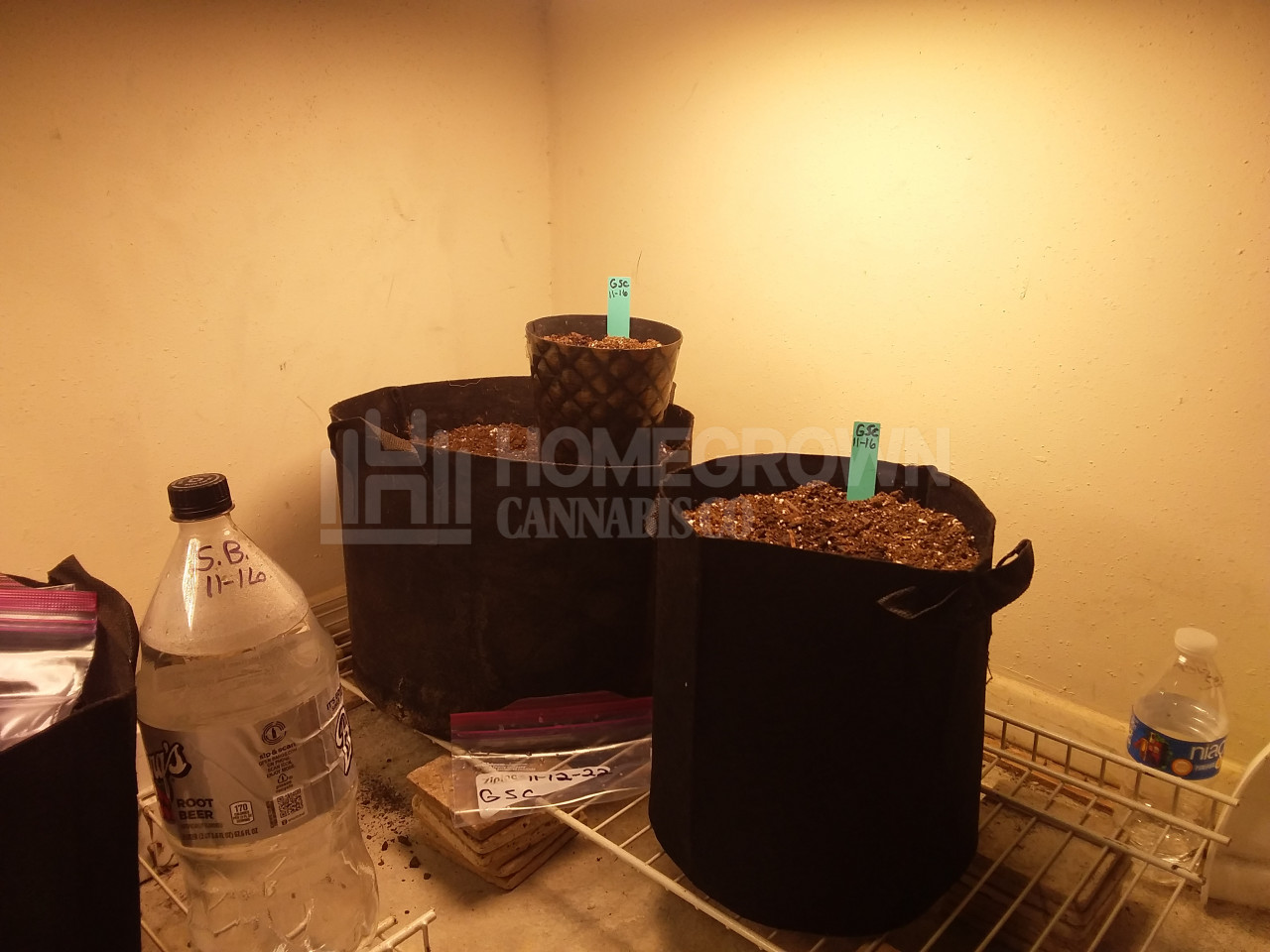 Girl Scout Cookies Autoflower Cannabis Seeds week 1 grow journal by ...