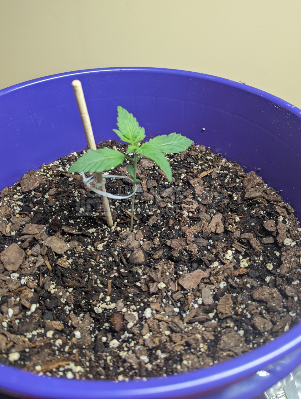 Gelato Autoflower Cannabis Seeds week 1 grow journal by hollym59 ...