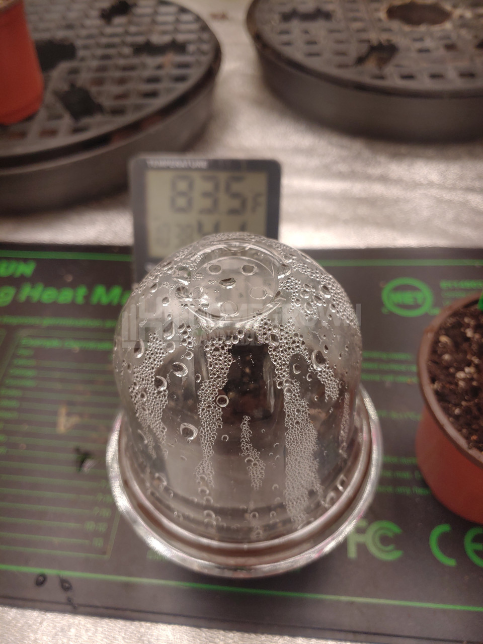 Gorilla Glue #4 Autoflower Cannabis Seeds week 1 grow journal by ...