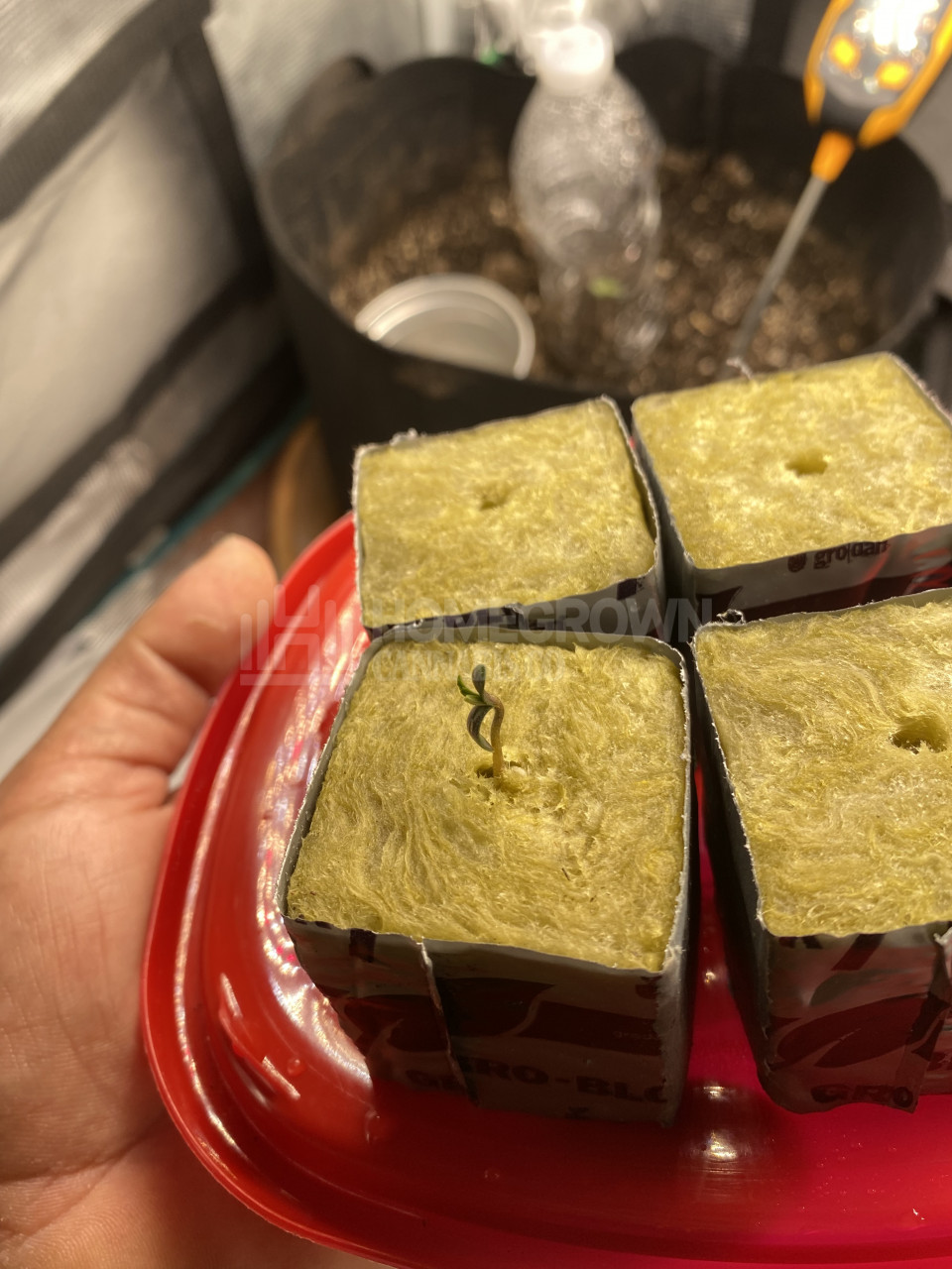 Runtz Feminized Cannabis Seeds week 1 grow journal by Ka_boom - White ...