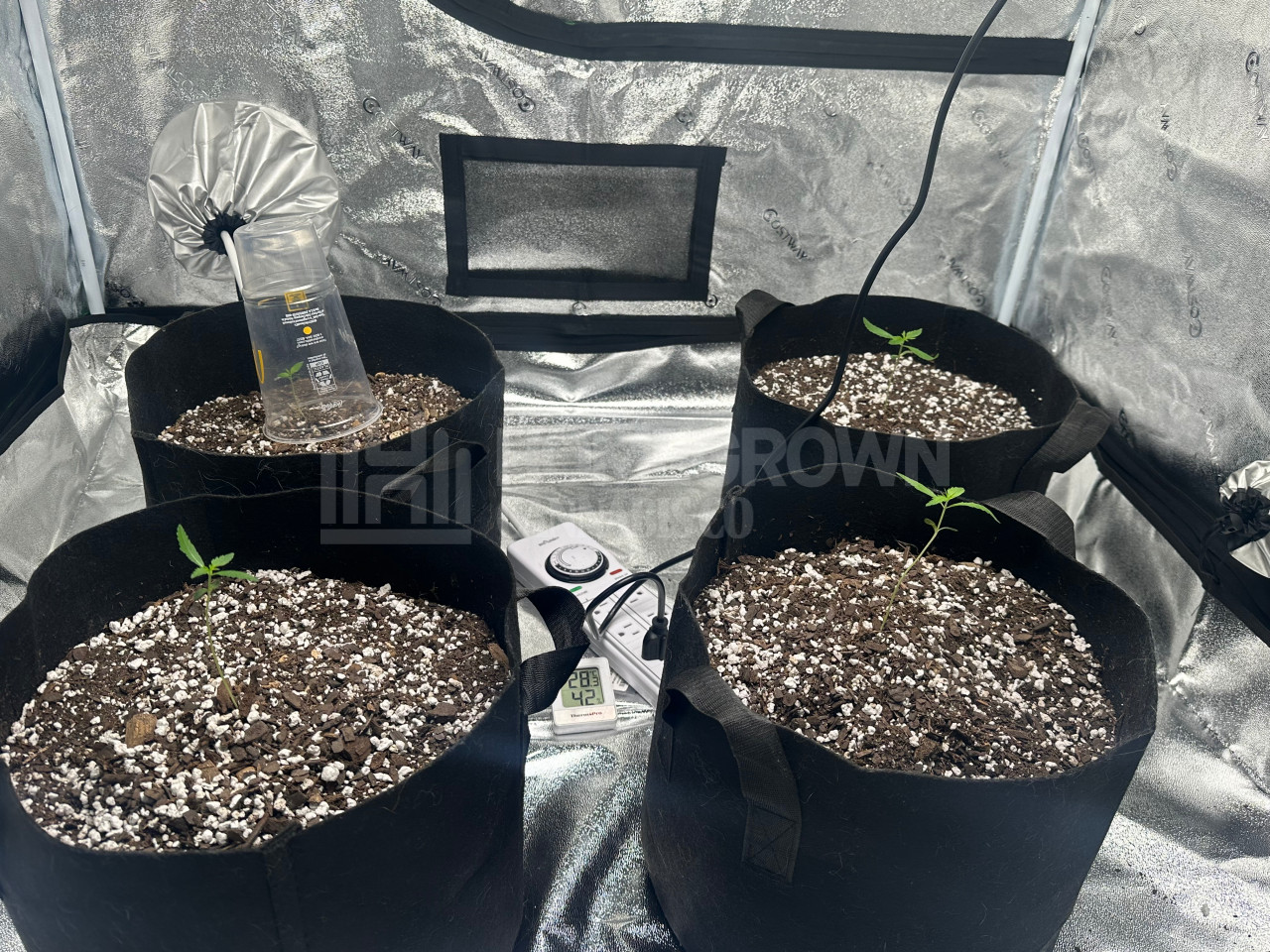 Pine Autoflower Cannabis Seeds week 3 grow journal by Ashtray - pine ...