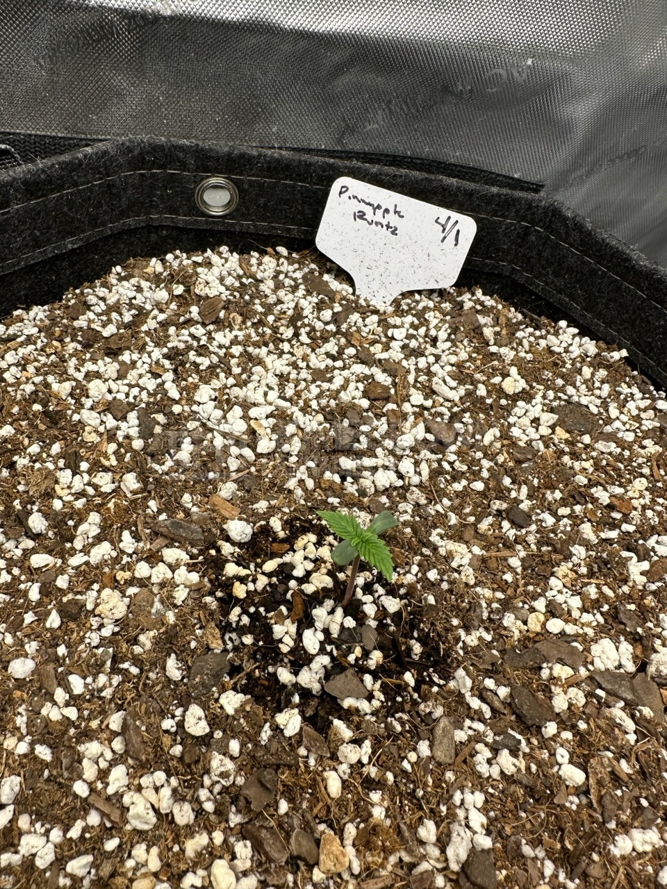 Runtz Autoflower Cannabis Seeds week 1 grow journal by Ben_mcevers ...