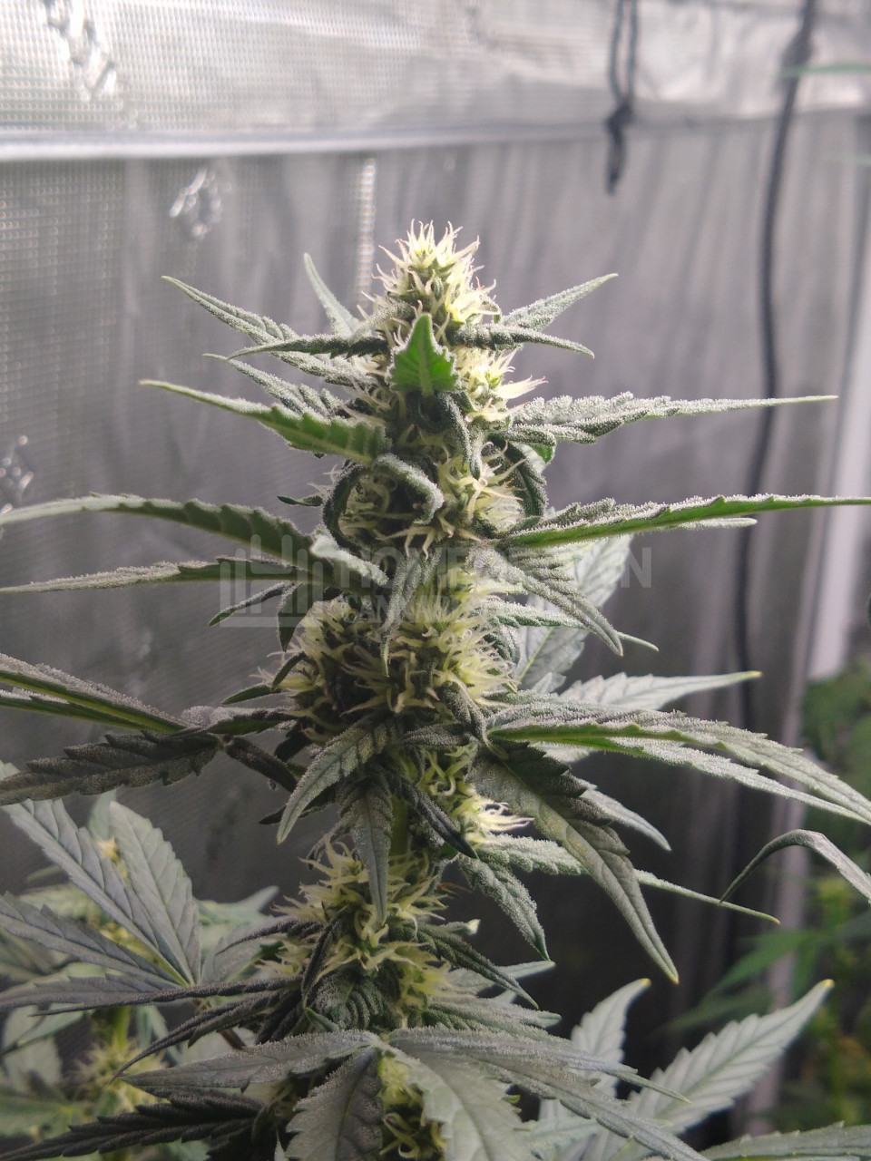 Runtz Autoflower Cannabis Seeds week 7 grow journal by choo62 - First ...
