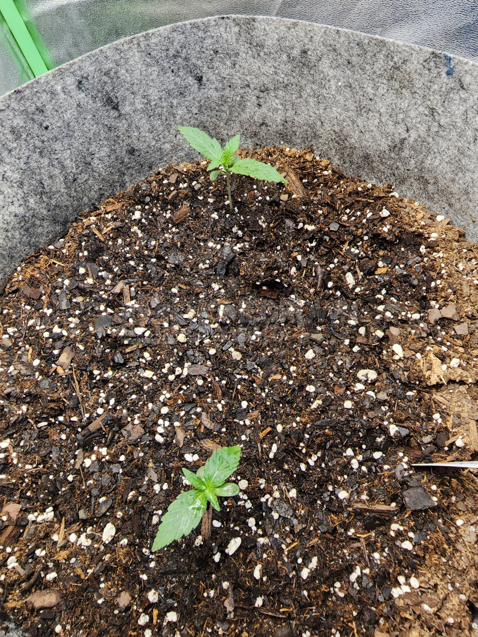 Deelite Autoflower Cannabis Seeds week 2 grow journal by James_leith ...