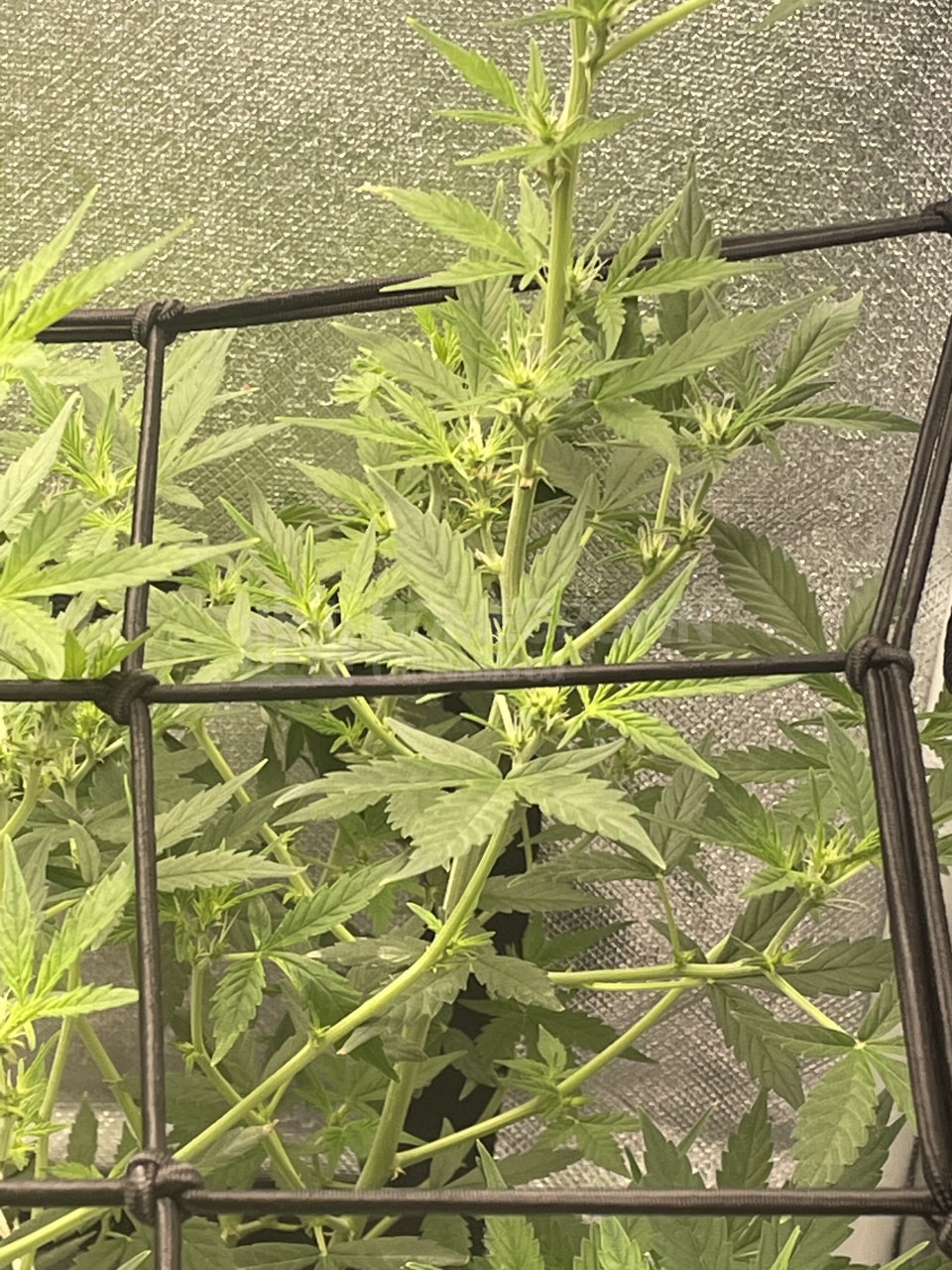 Gelato Autoflower Cannabis Seeds week 8 grow journal by semore914 - C4 ...