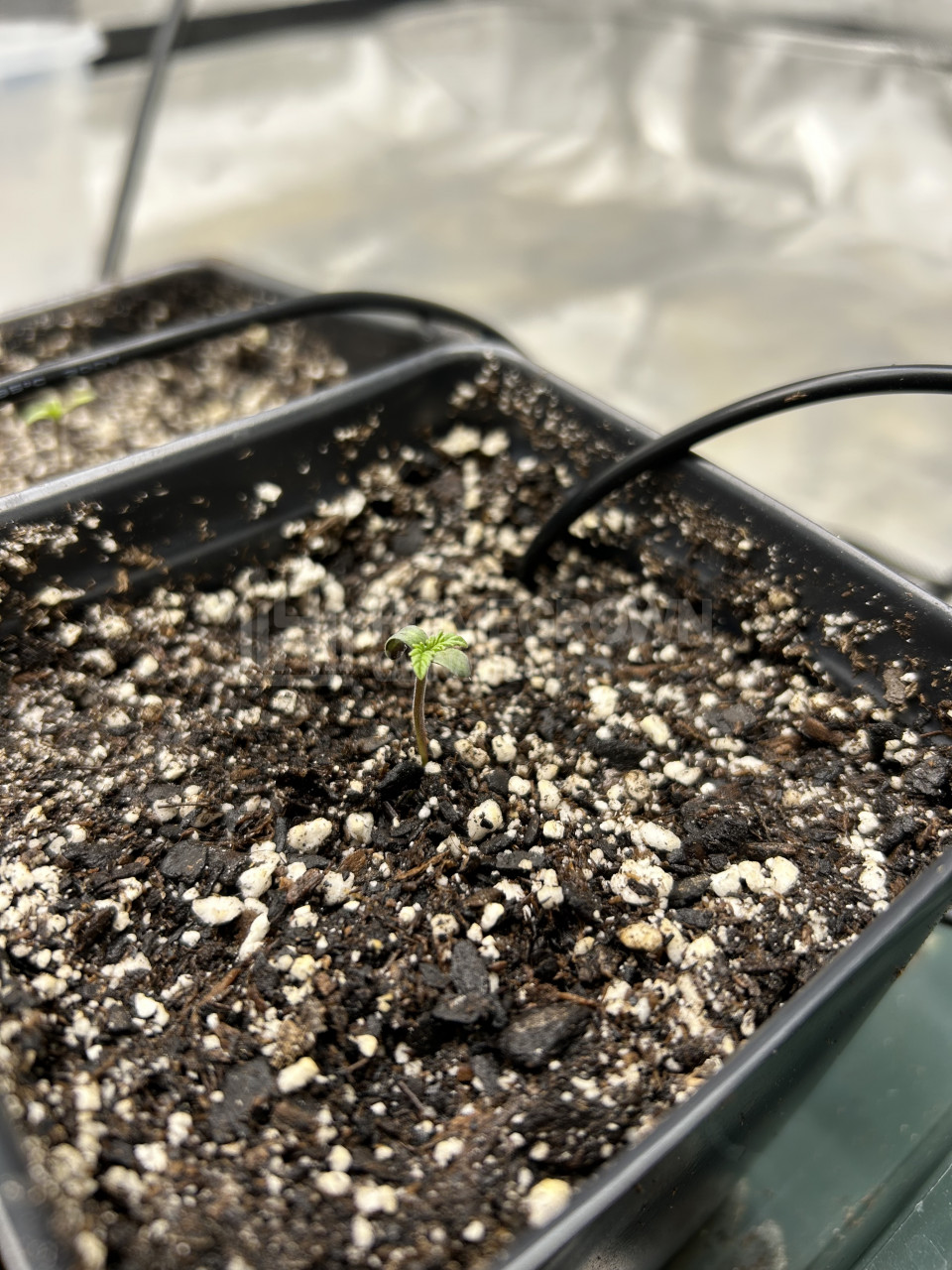 Larry Bird Feminized Cannabis Seeds week 1 grow journal by growdrew42 ...