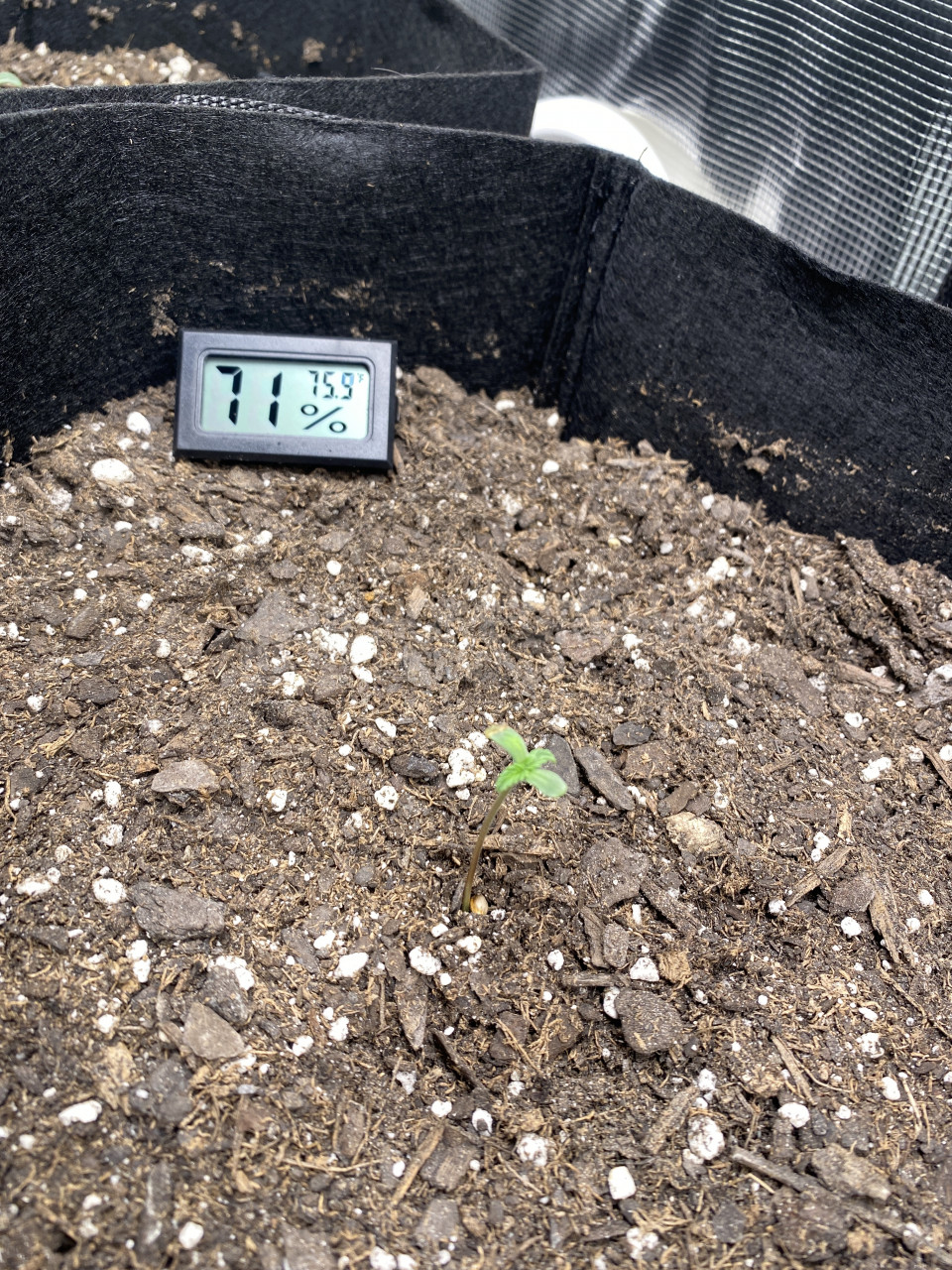 Bruce Banner Autoflower Cannabis Seeds week 2 grow journal by tkell ...