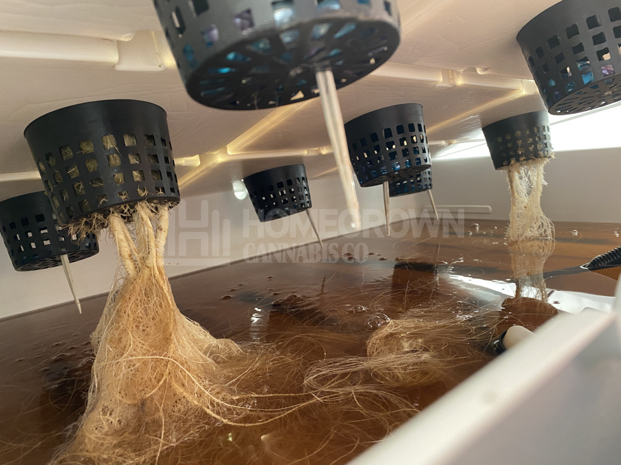 Jack Herer Autoflower Cannabis Seeds week 11 grow journal by dandan ...